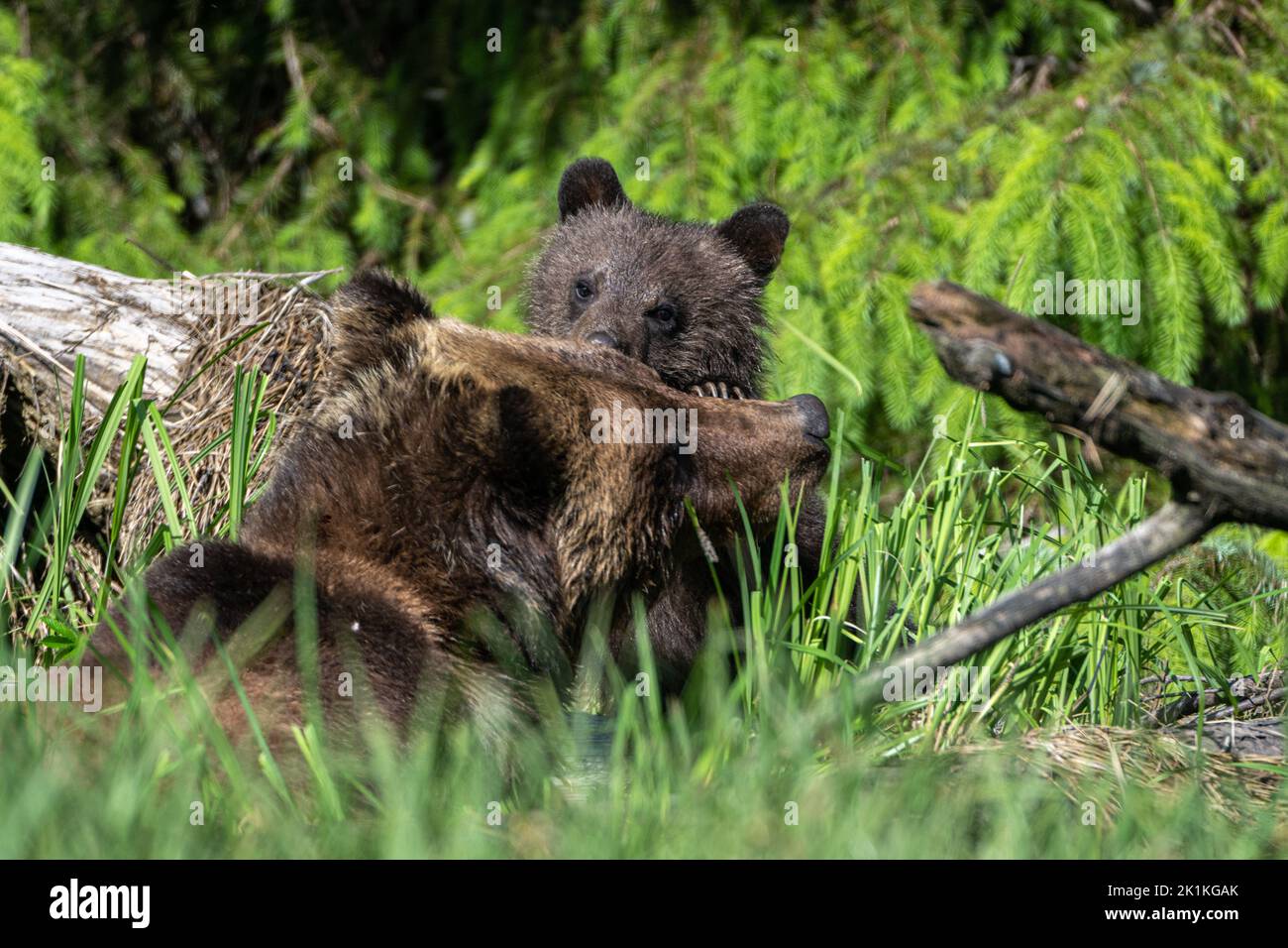 A young grizzly bear cub nags its long suffering mother for a feed in ...