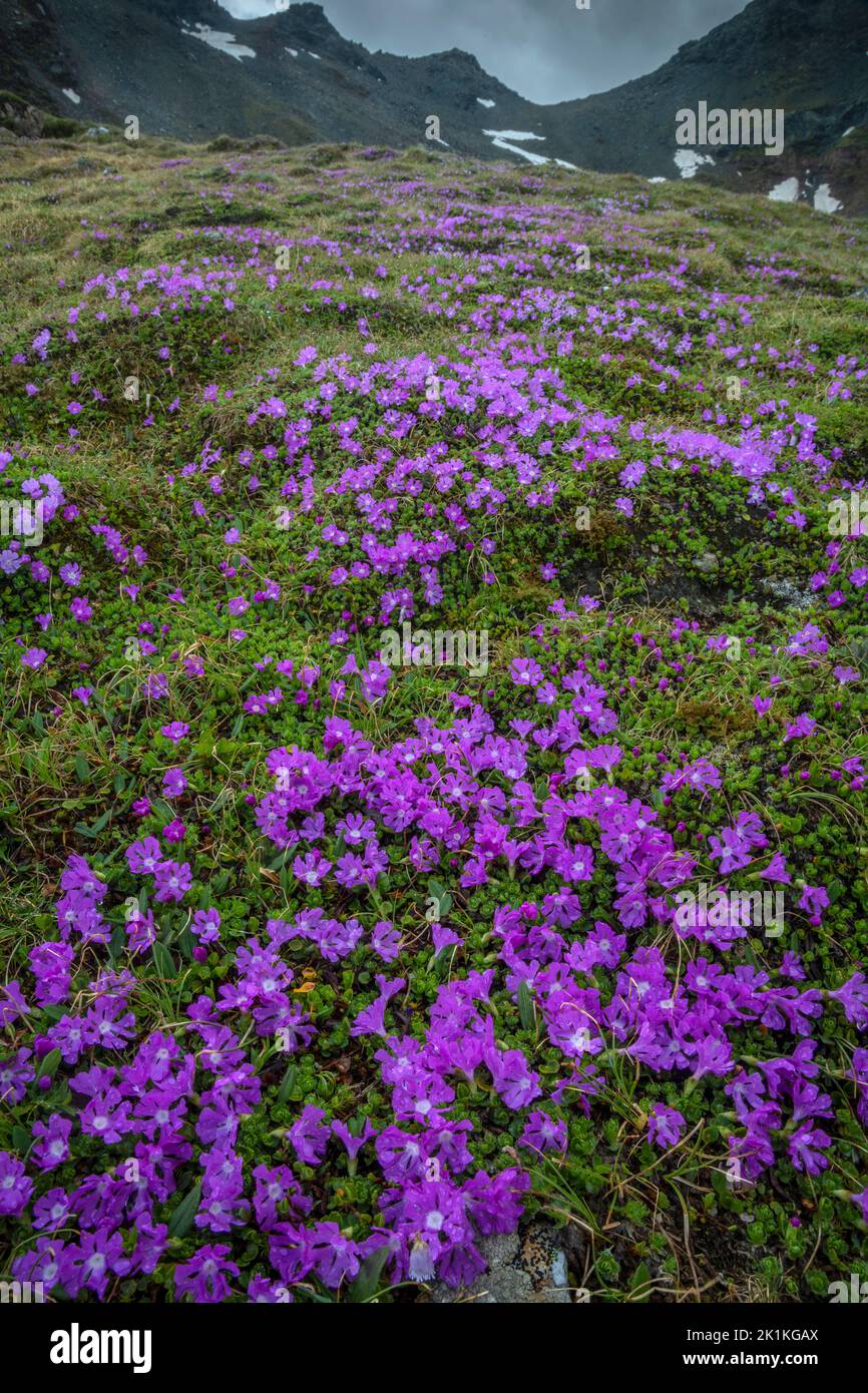 Least Primrose, Primula minima, on Grossglockner in the central ...