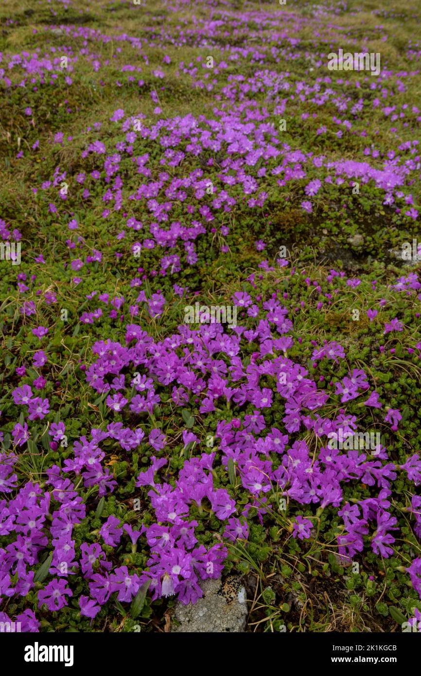 Least Primrose, Primula minima, on Grossglockner in the central ...