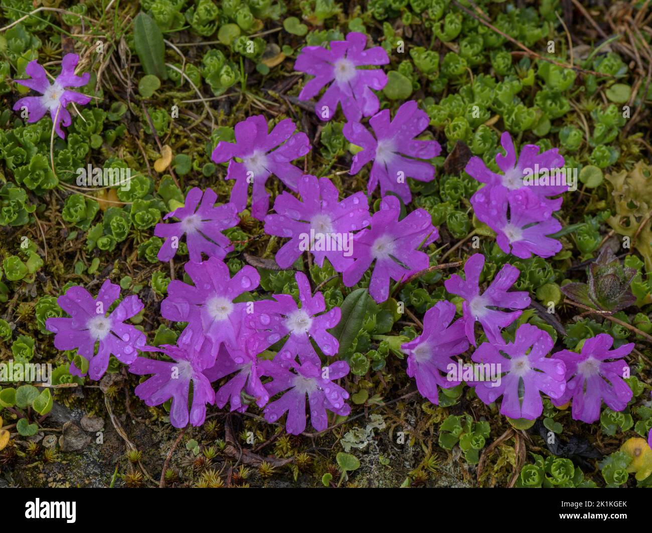 Least Primrose, Primula minima, on Grossglockner in the central ...