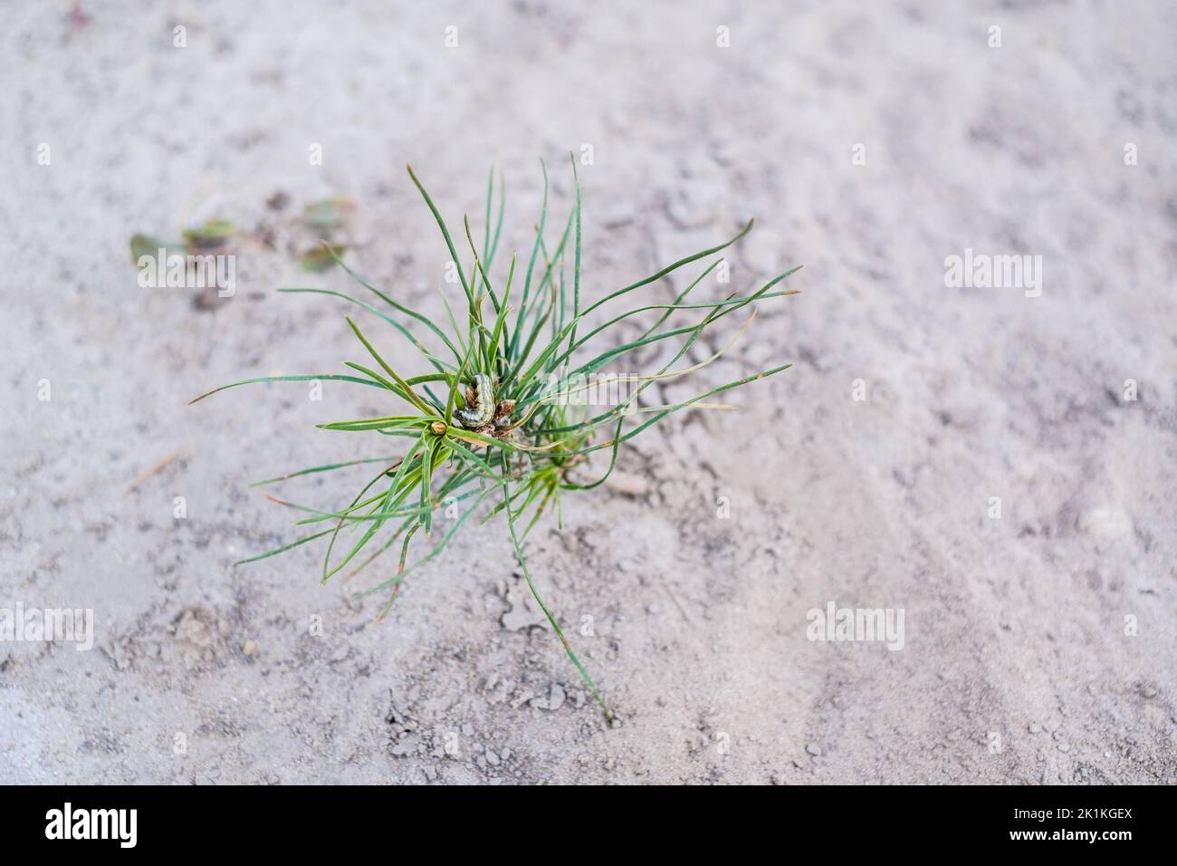Caterpillar on an ascending new pine sprout. Insect can damage pine ...