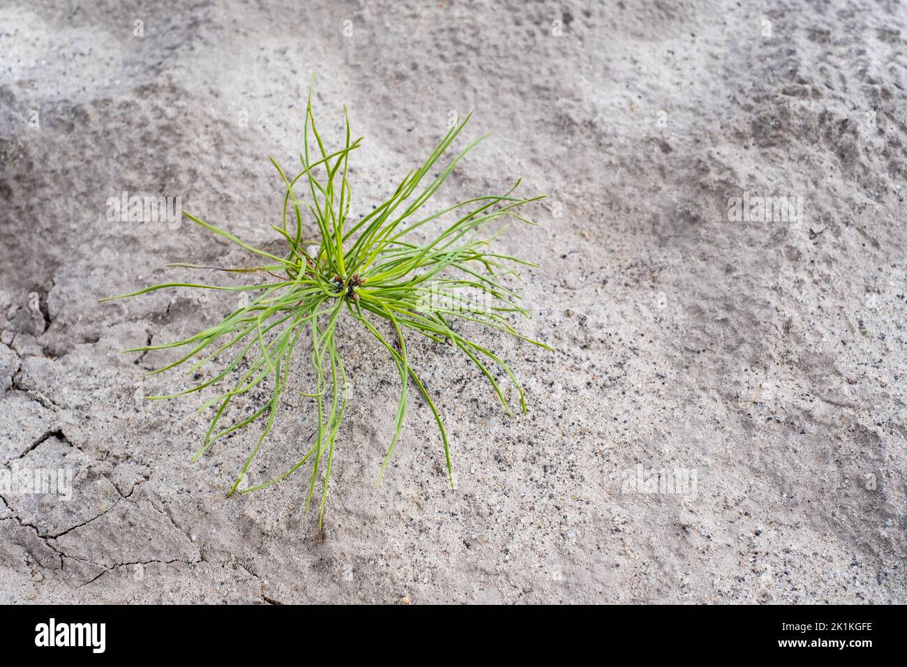 New Pine Sprout Rises Recovery After Massive Crysis Rebirth Of Nature