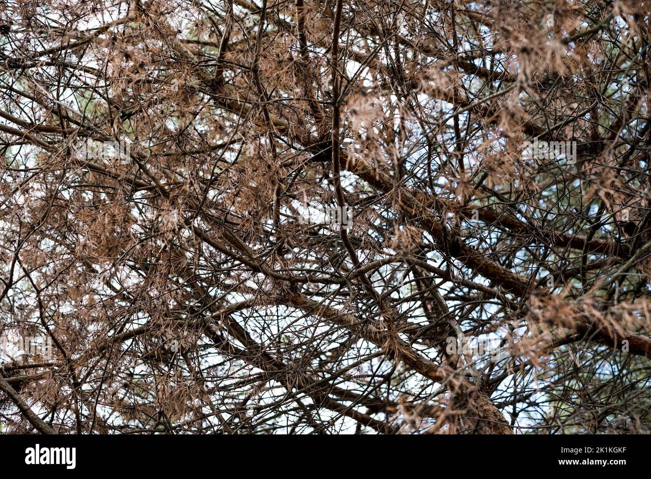 Burnt forest after huge wild fires. Scots pine forest and branches with ...