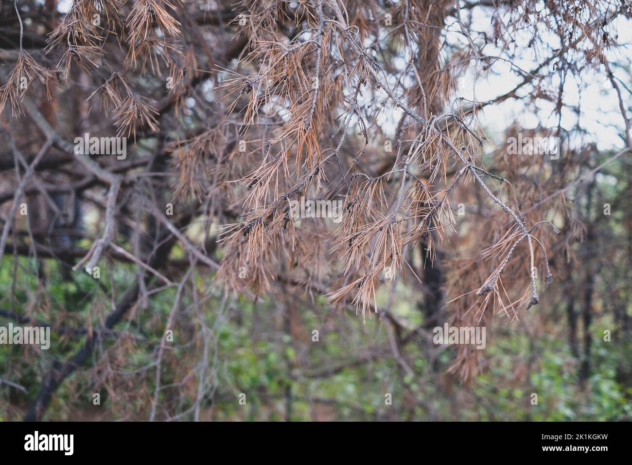 Burnt forest after huge wild fires. Scots pine forest and branches with ...