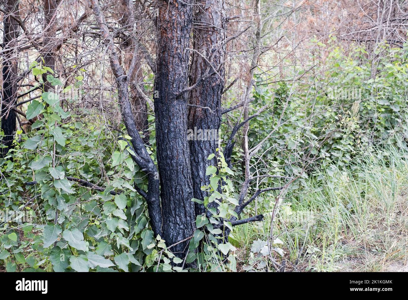 Burnt coniferous trees. Forest after big fire. Global warming and arson ...