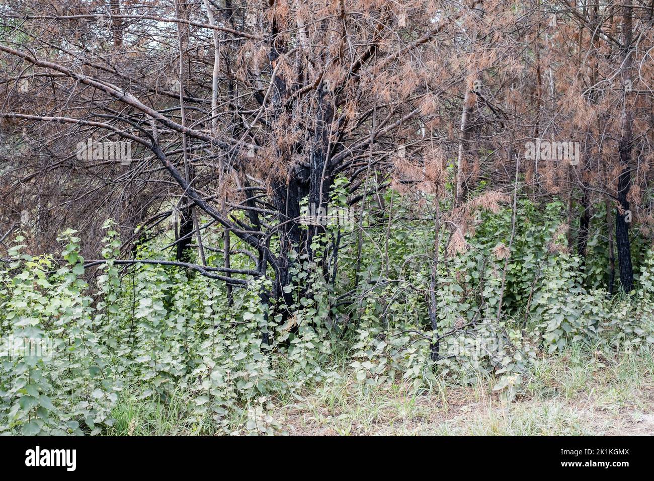Burnt coniferous trees. Forest after big fire. Global warming and arson ...