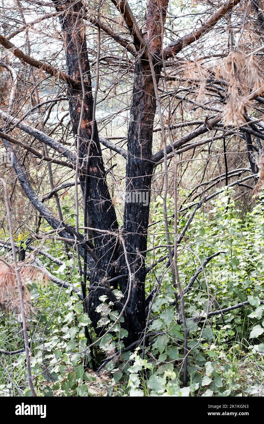 Burnt coniferous trees. Forest after big fire. Global warming and arson ...