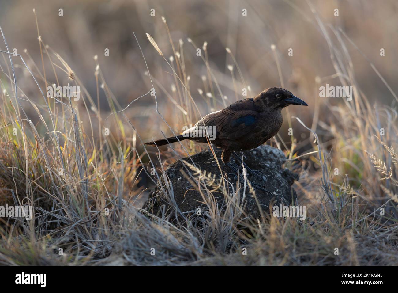Carib grackle Quiscalus lugubris, juvenile foraging, Harbour Lagoons ...