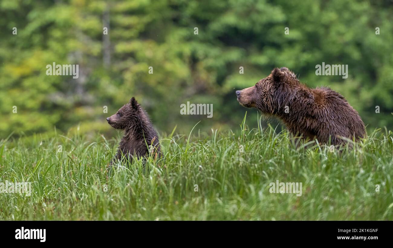 Bears on alert! A vigilant mother grizzly bear and her black cub look ...