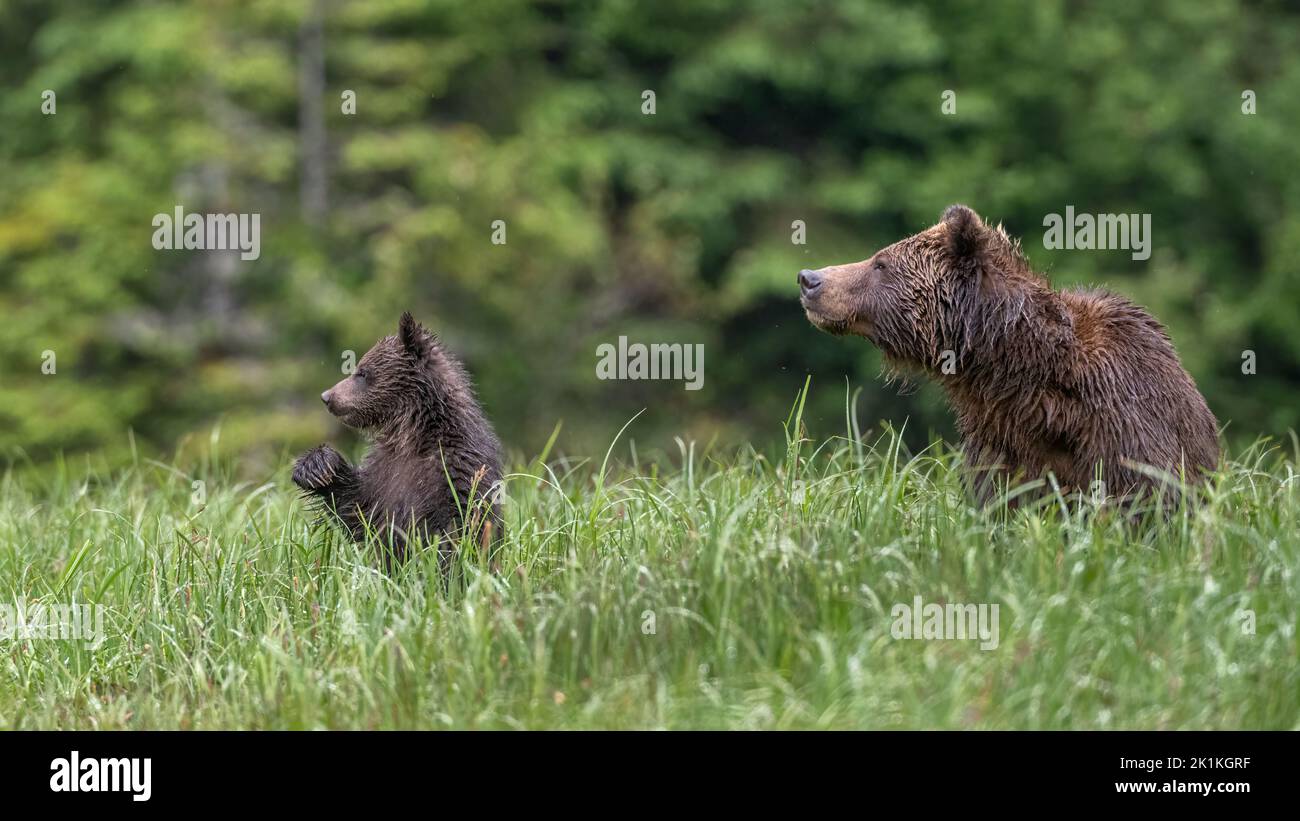 Bears on alert! A vigilant mother grizzly bear and her black cub look ...
