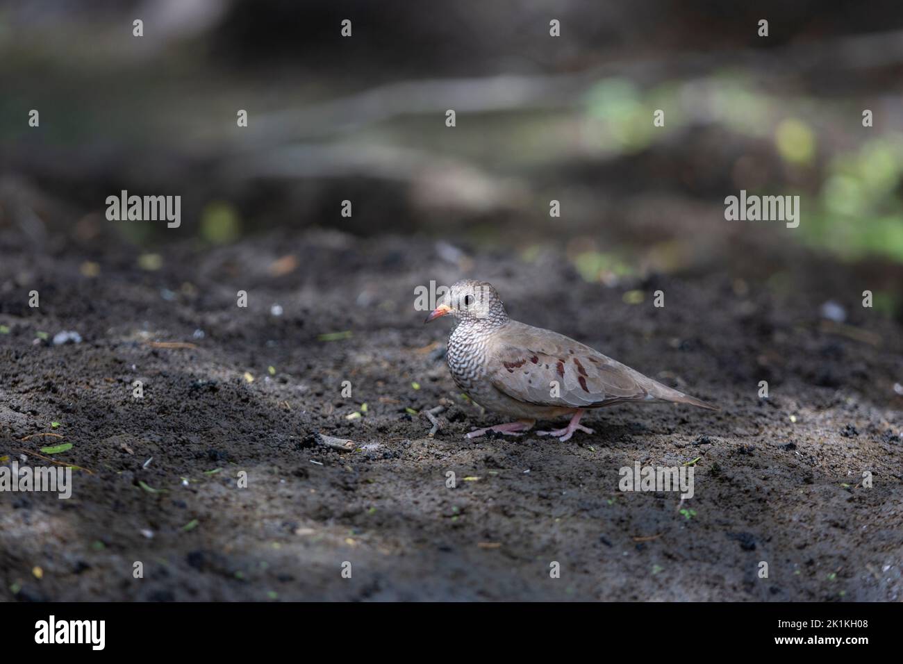 Common ground-dove Columbina passerina, adult female on open ground ...