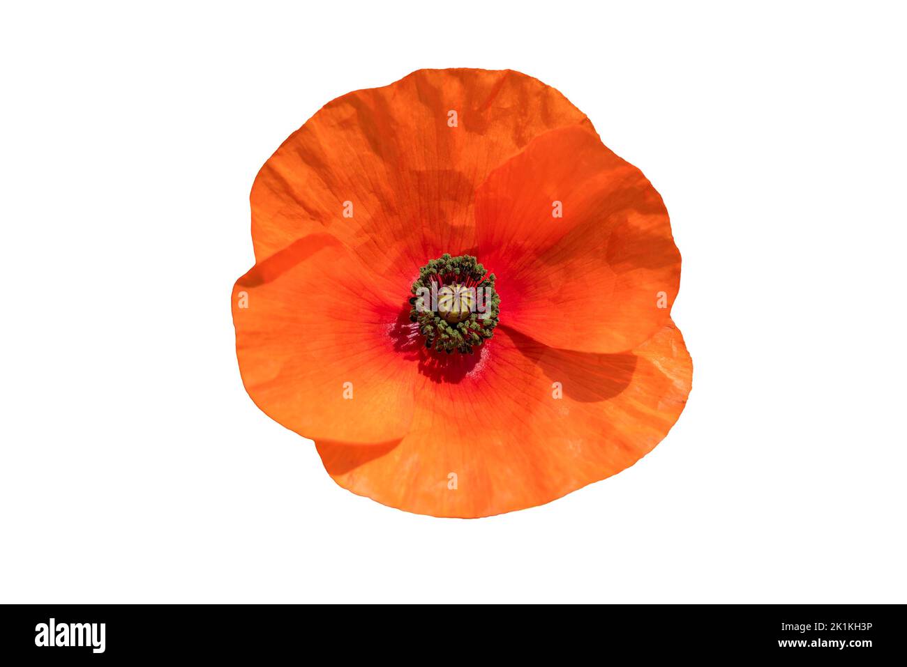 Red poppy (papaver rhoeas) a common wild garden red flower plant used ...