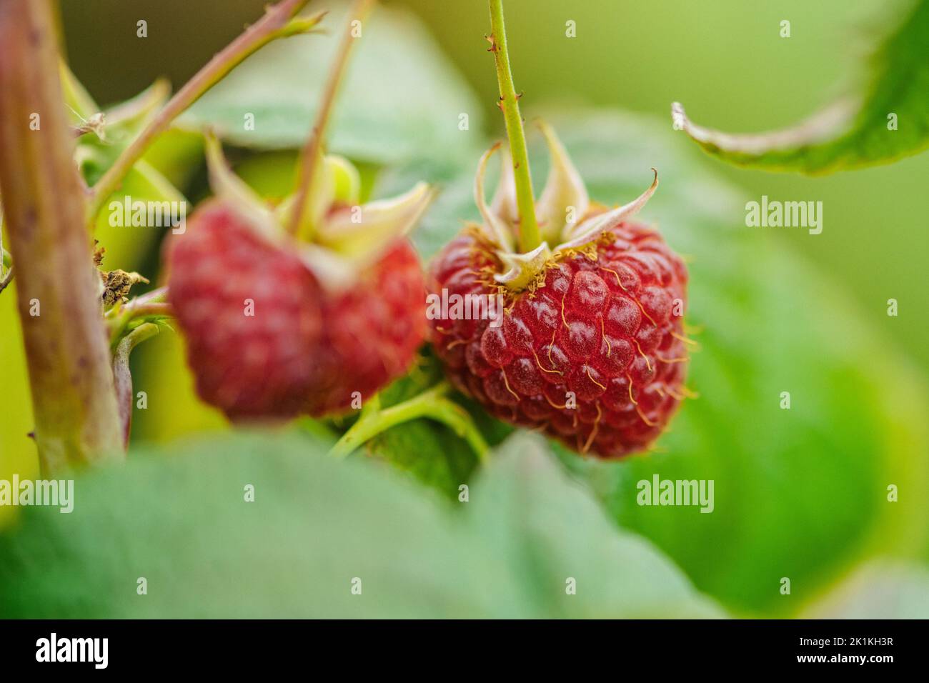 Ripe raspberries hanging on bush hi-res stock photography and images ...