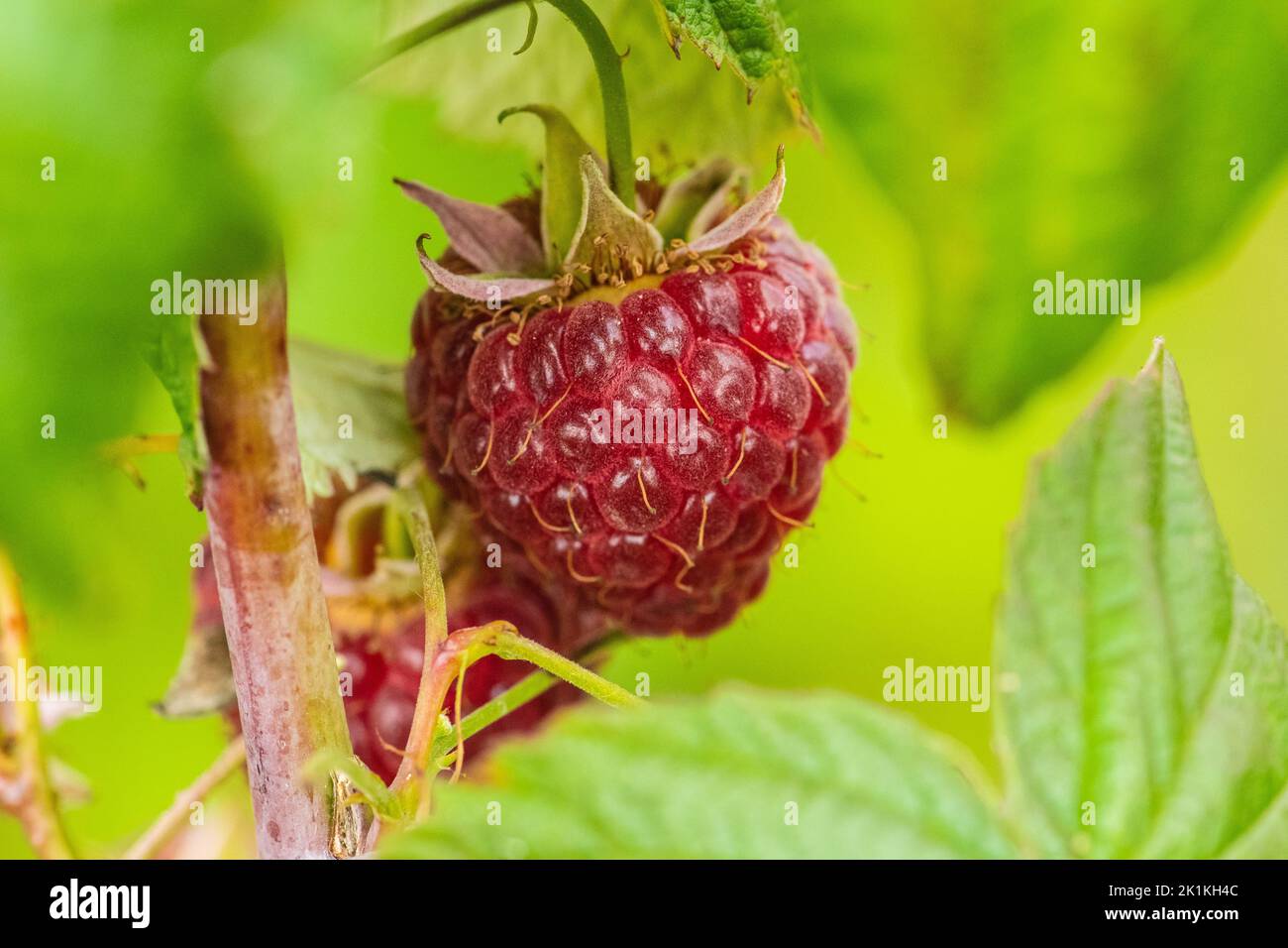 Beautiful red-fruited ripe raspberries hanging on the green plant ...