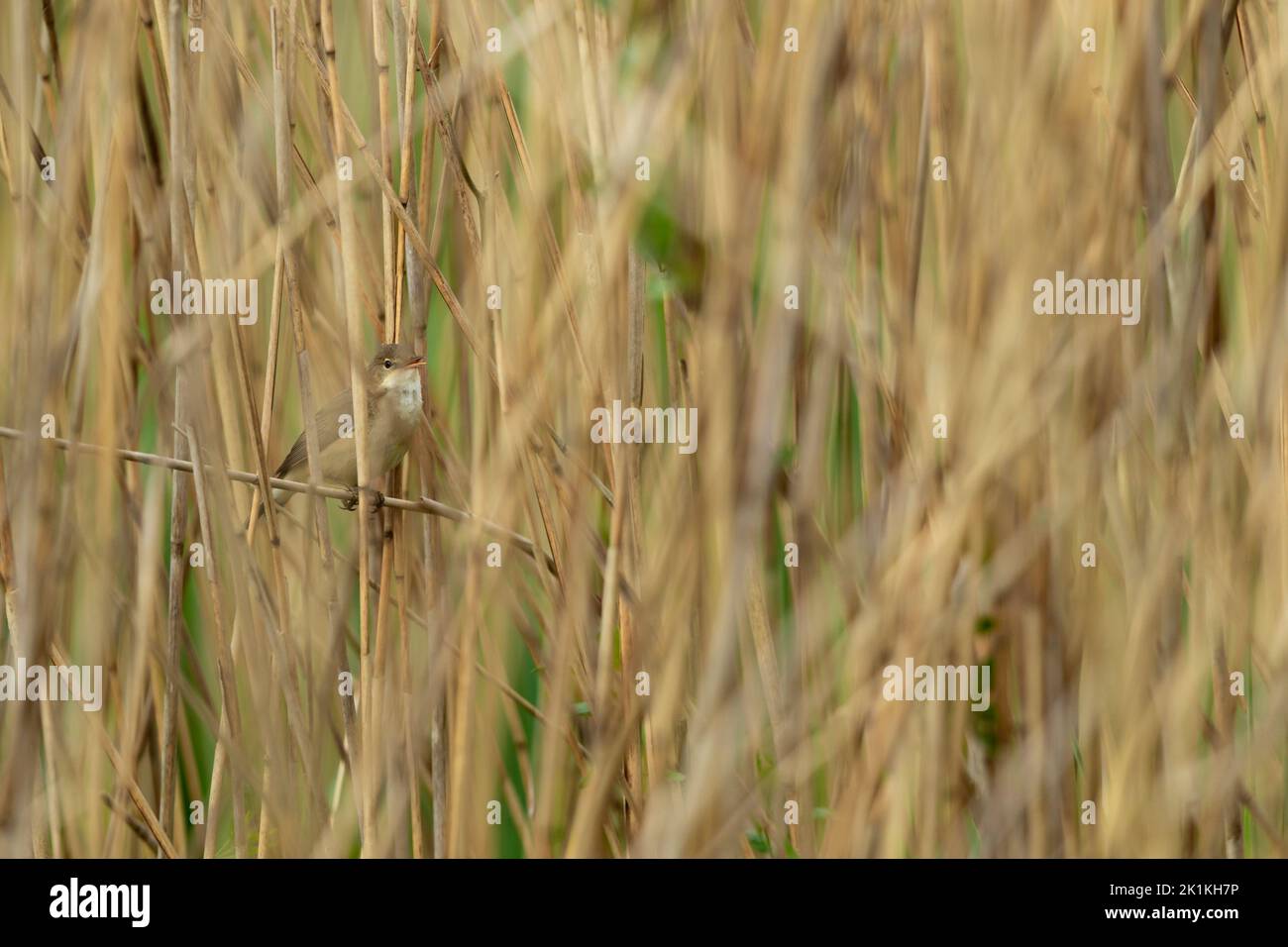 European reed warbler Acrocephalus scirpaceus, adult singing from ...