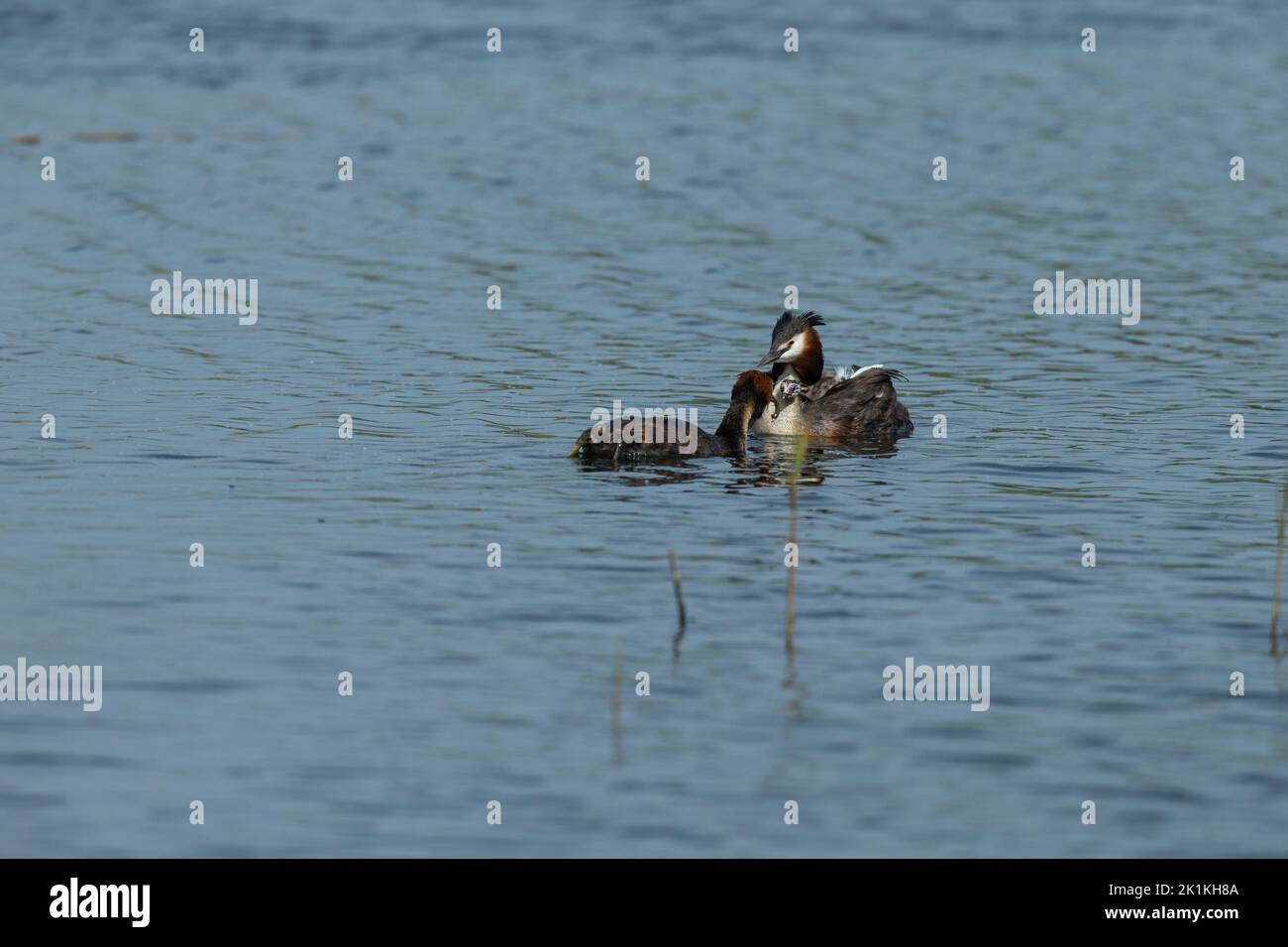 Great crested grebe Podiceps cristatus, adult feeding young, Ham Wall ...