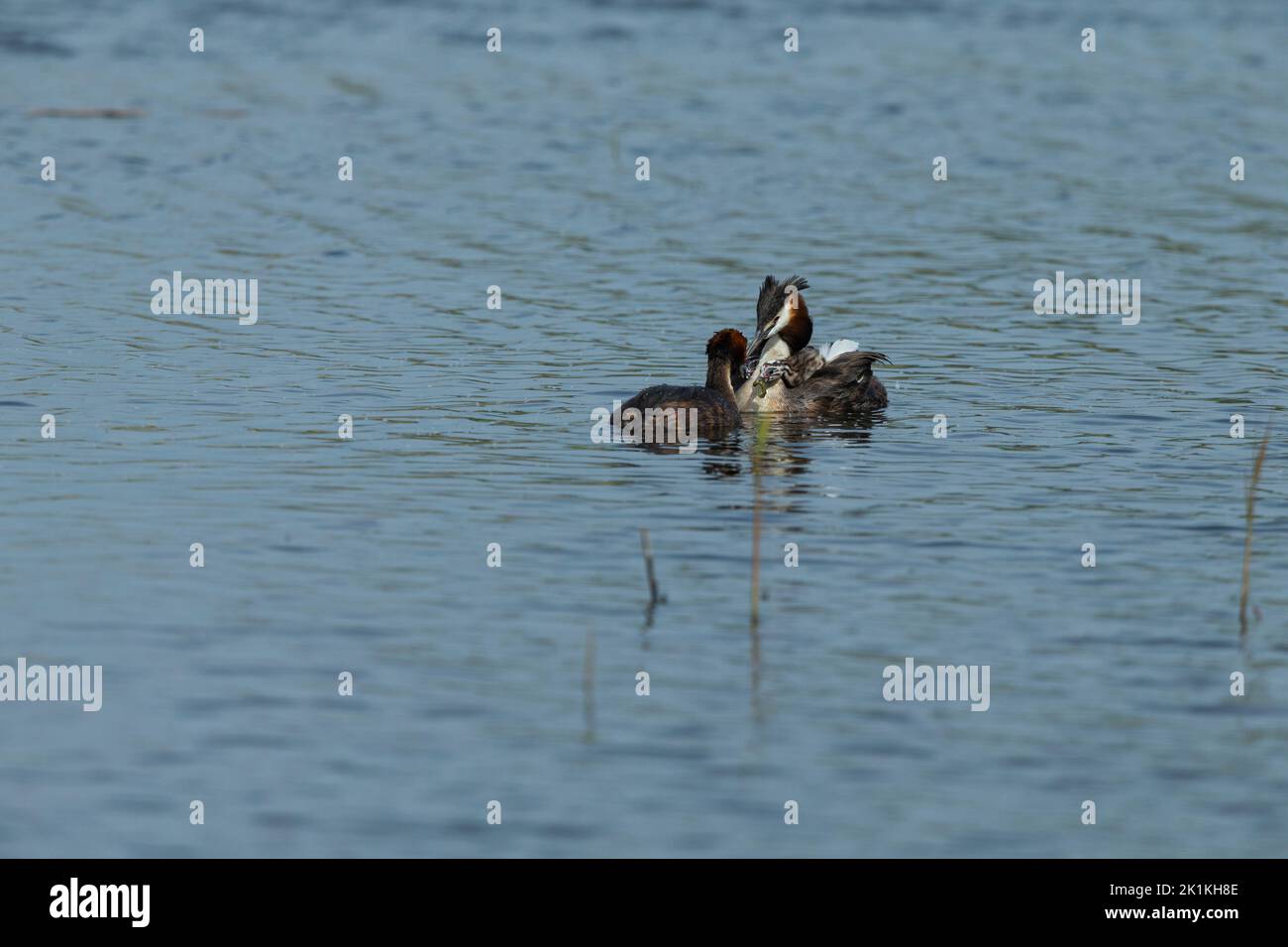 Great crested grebe Podiceps cristatus, adult feeding young, Ham Wall ...