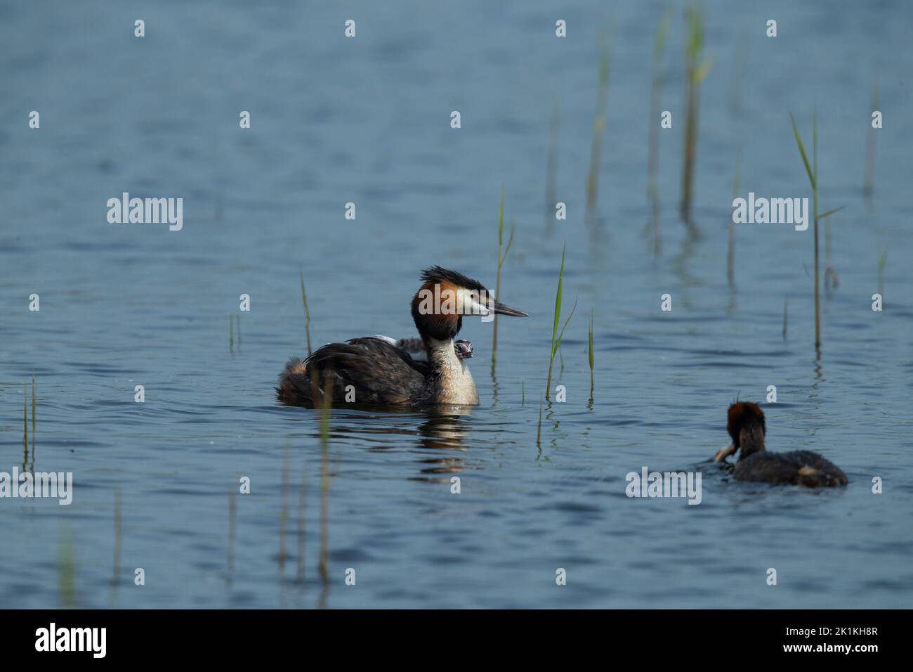 Great crested grebe Podiceps cristatus, adult feeding young, Ham Wall ...