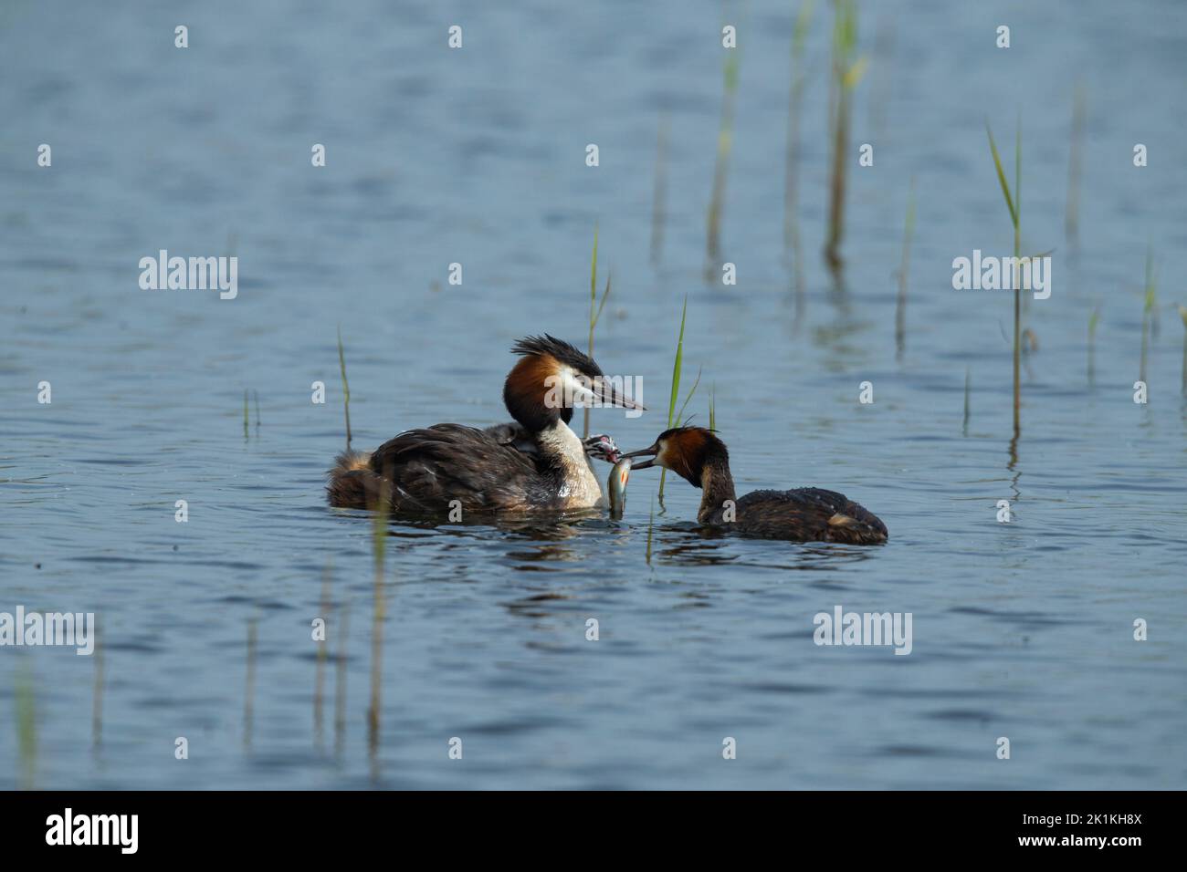 Great crested grebe Podiceps cristatus, adult feeding young, Ham Wall ...