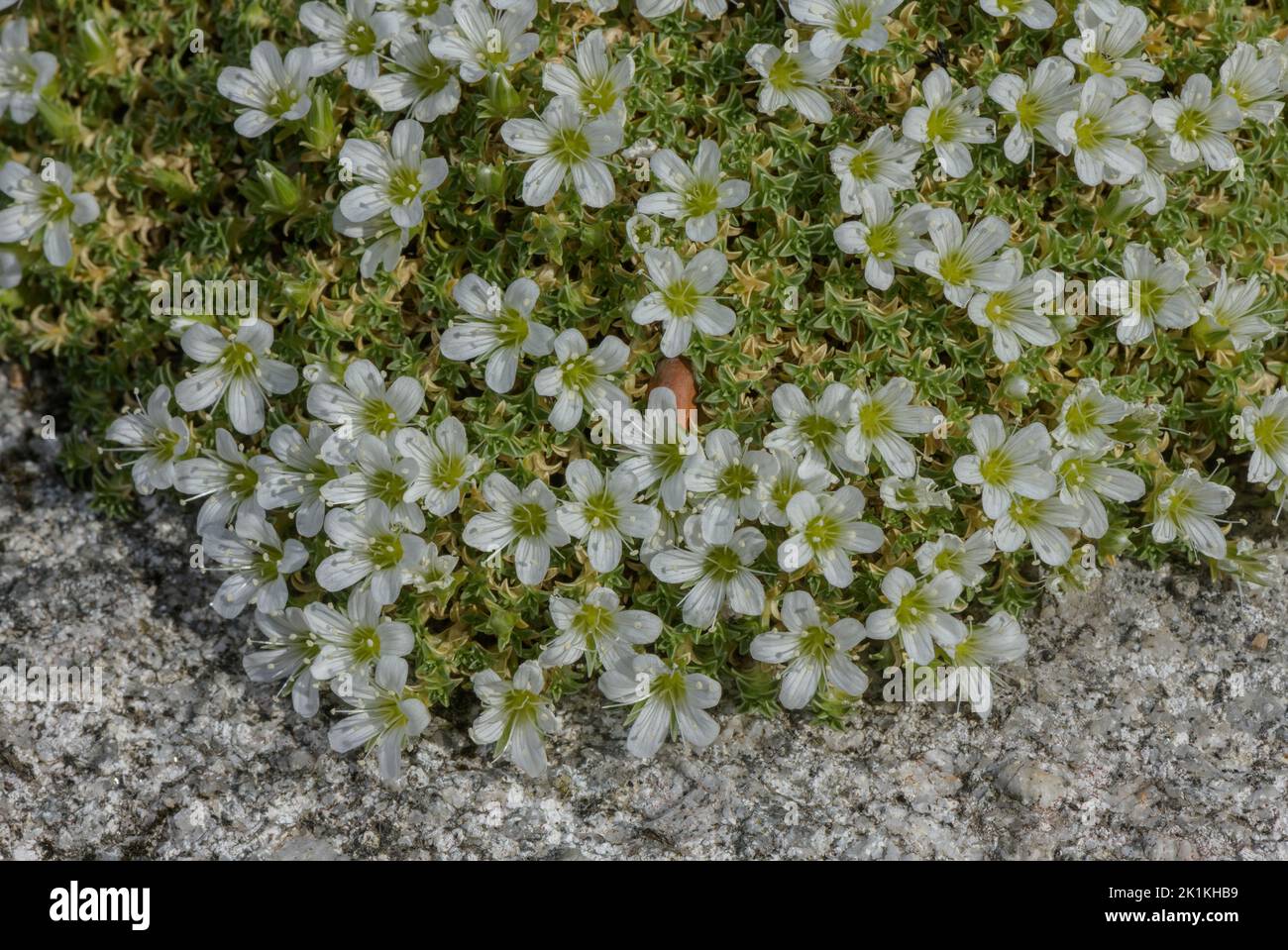 Spanish Sandwort, Arenaria tetraquetra in flower, in the Pyrenees Stock ...