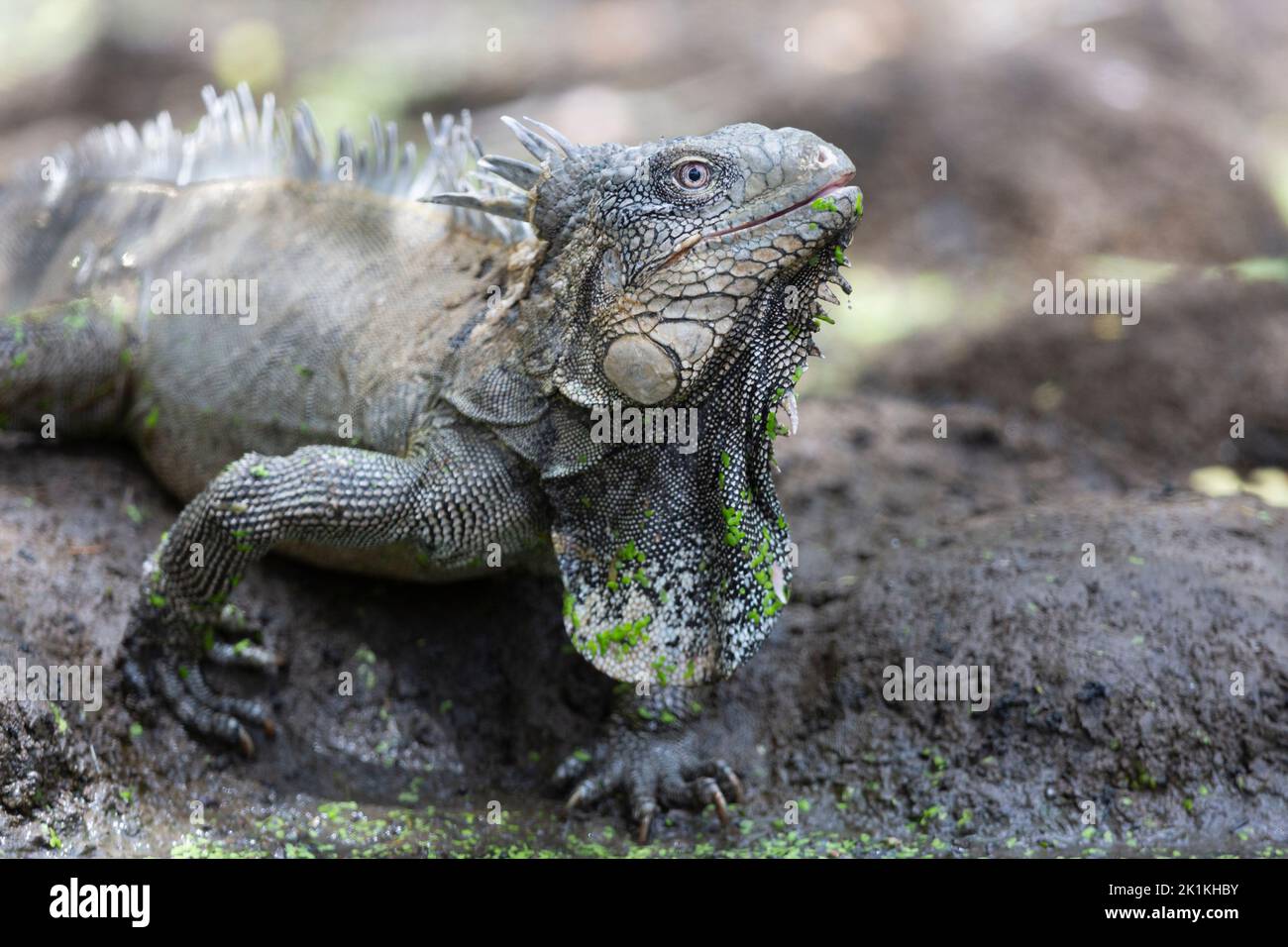 Green iguana Iguana iguana, drinking from woodland pool, Washington ...