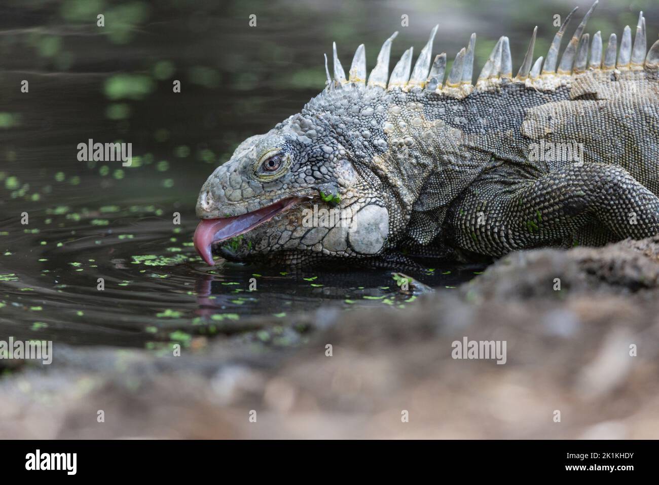 Green iguana Iguana iguana, drinking from woodland pool, Washington ...