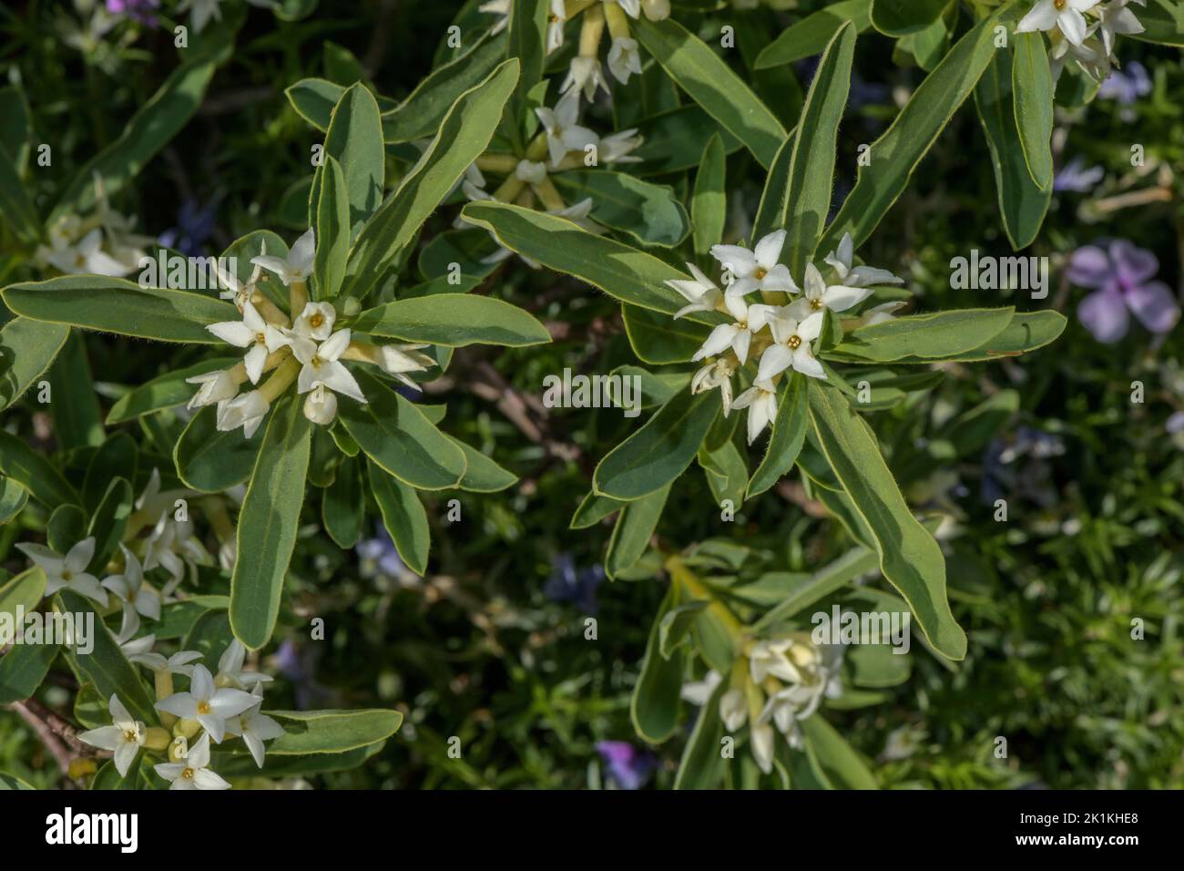Alpine Daphne, Daphne alpina in flower in the Alps Stock Photo - Alamy