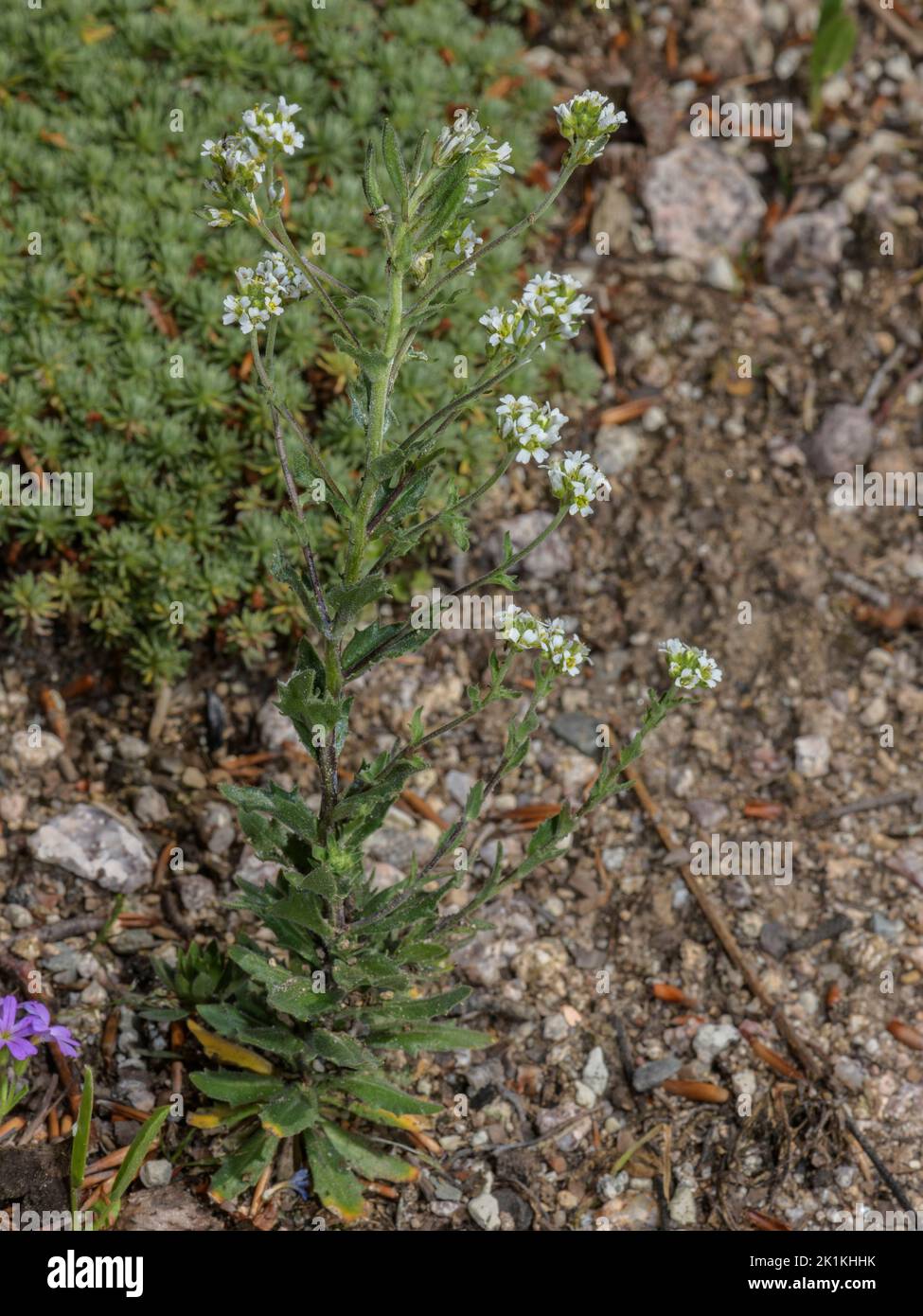 Hoary Whitlowgrass, Draba incana in flower and fruit Stock Photo - Alamy