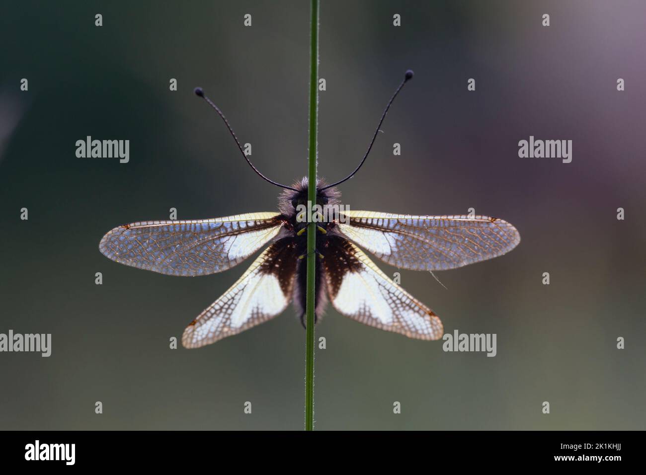 Owly sulphur Libelloides coccajus, hiding behind plant stem, St. Meyme ...