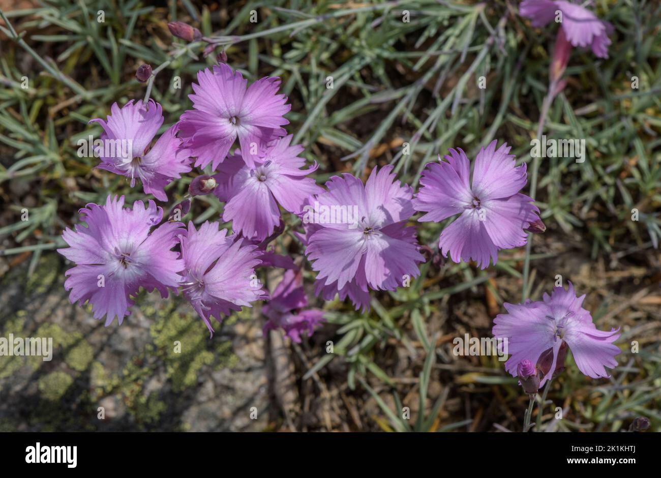 Cheddar pink, Dianthus gratianopolitanus, in flower on limestone rock ...