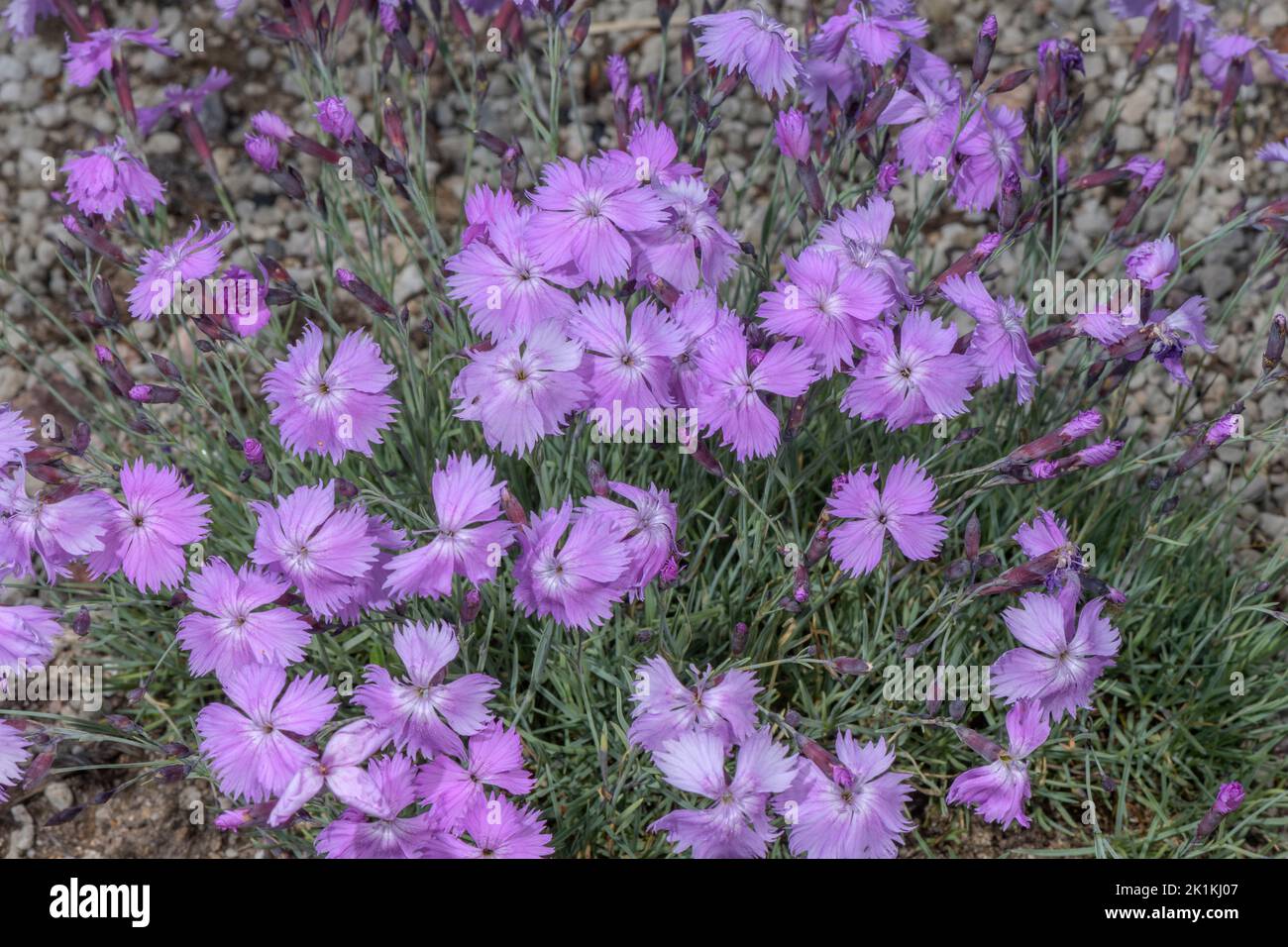 Cheddar pink, Dianthus gratianopolitanus, in flower on limestone rock ...