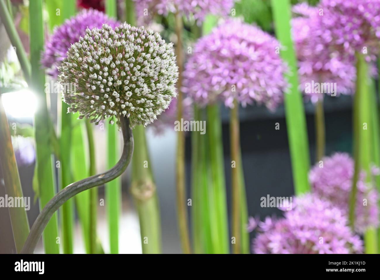 Allium flower in a beautiful flower arrangement Stock Photo - Alamy