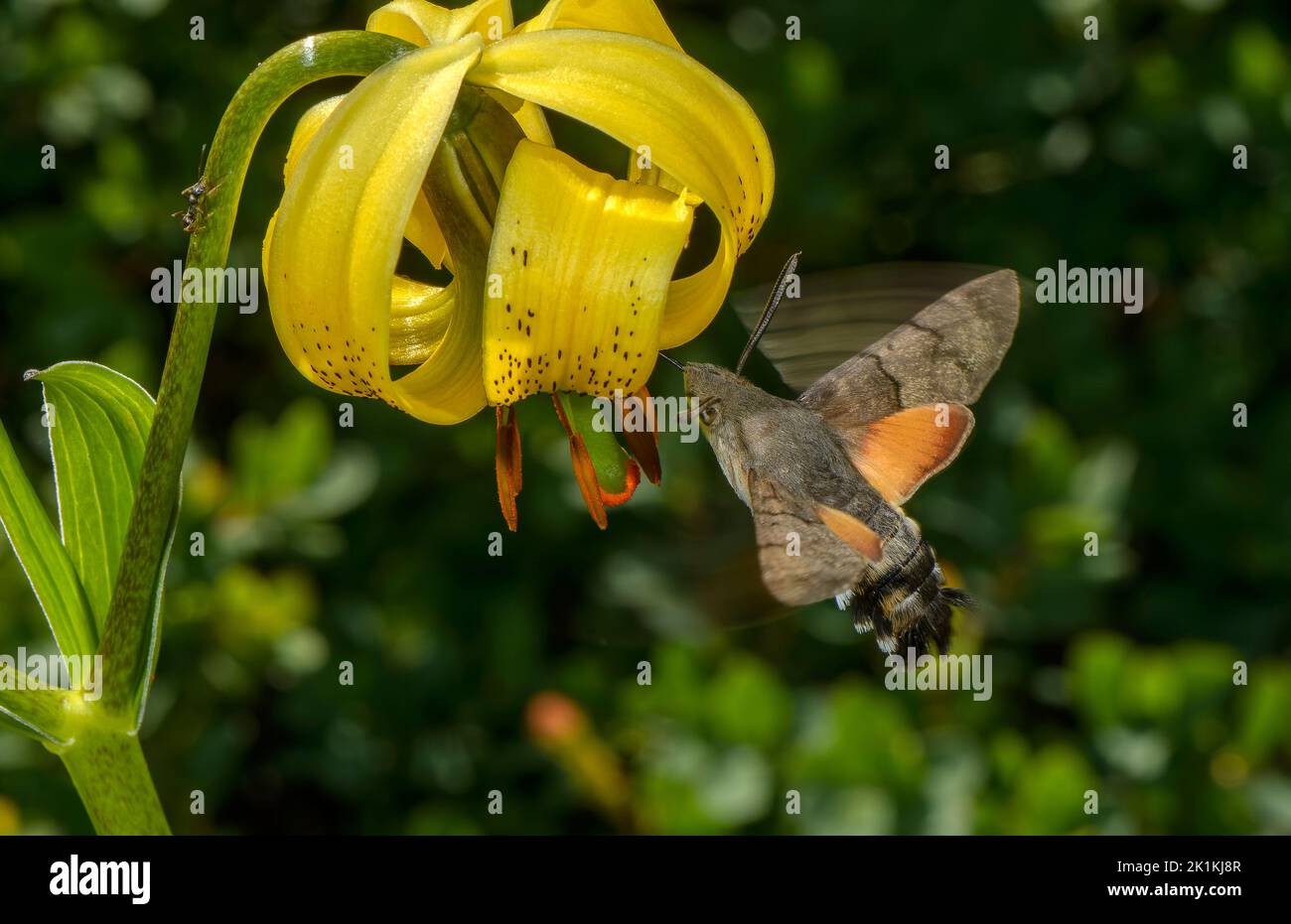 Humming-bird hawk-moth, Macroglossum stellatarum visiting the flowers ...
