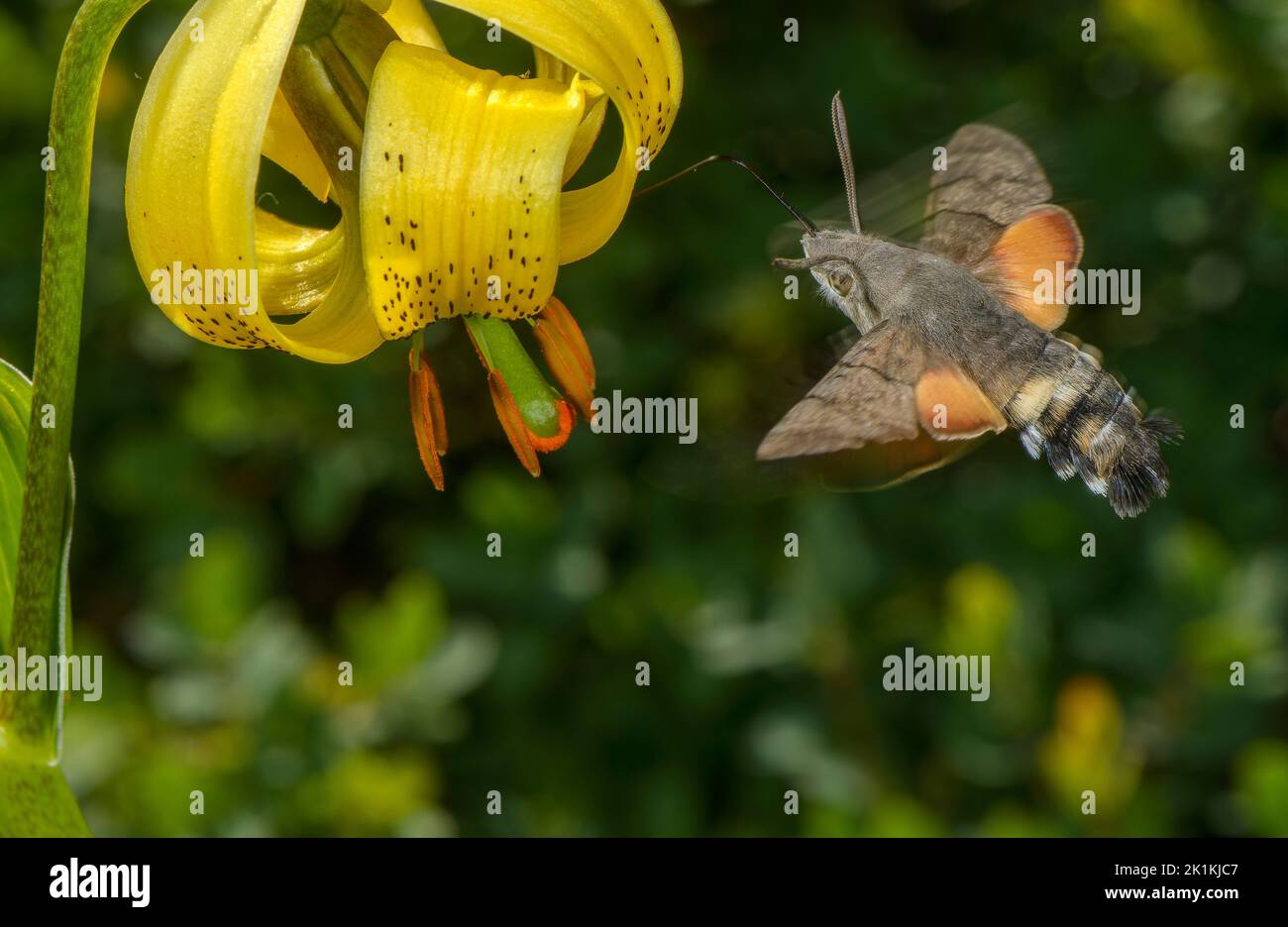 Humming-bird hawk-moth, Macroglossum stellatarum visiting the flowers ...