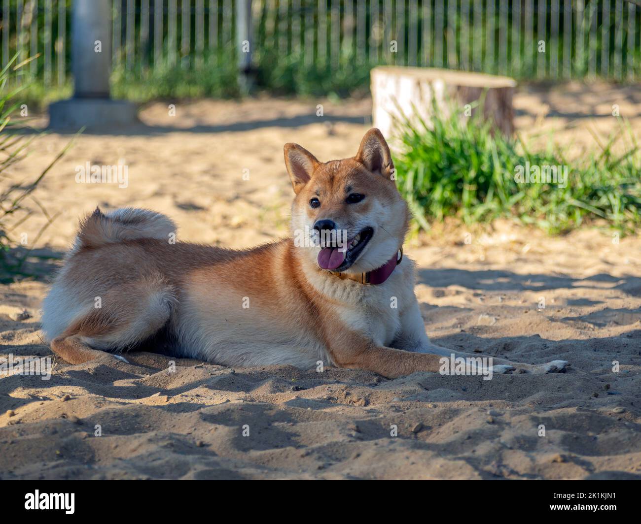 Shiba Inu plays on the dog playground in the park. Cute dog of shiba ...