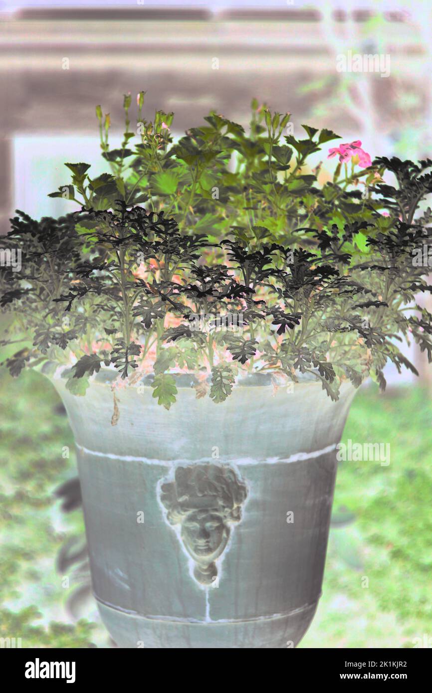 A huge flower pot overflowing with summer plants in a color film ...