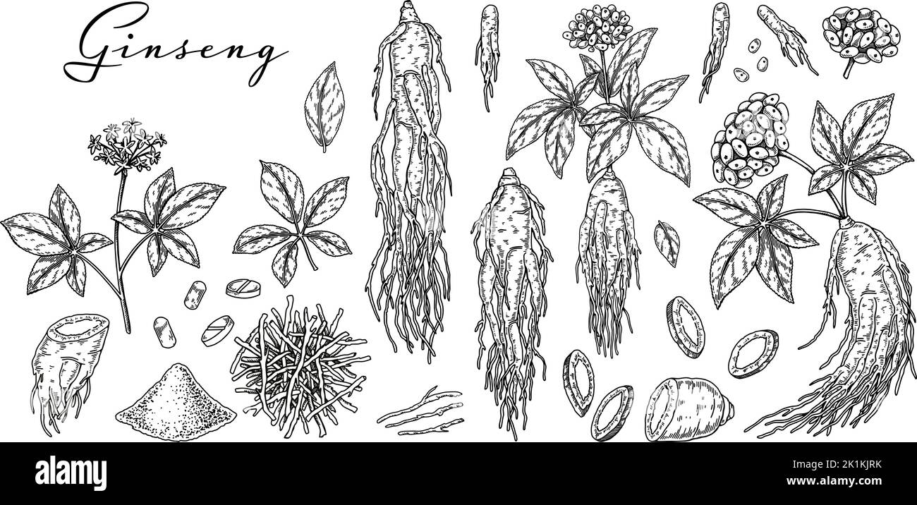 Set of hand drawn wild ginseng root with leaves and berries isolated on ...