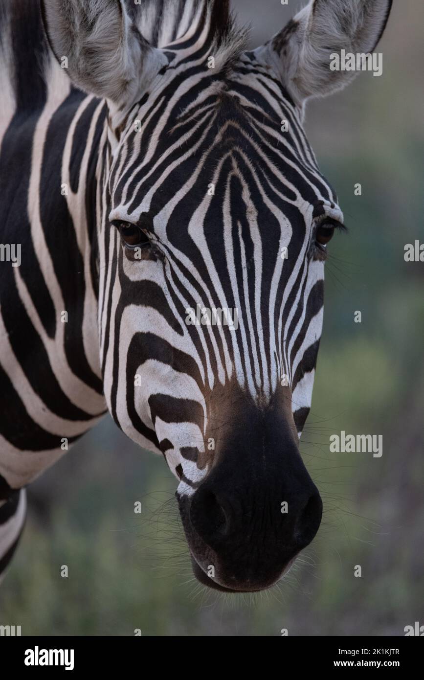The vertical macro shot of a zebra's face looking straight Stock Photo ...