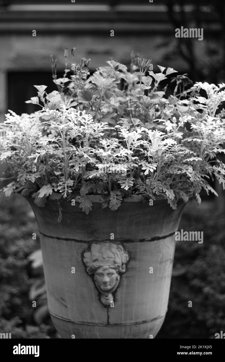 A huge flower pot overflowing with summer plants in a black and white ...