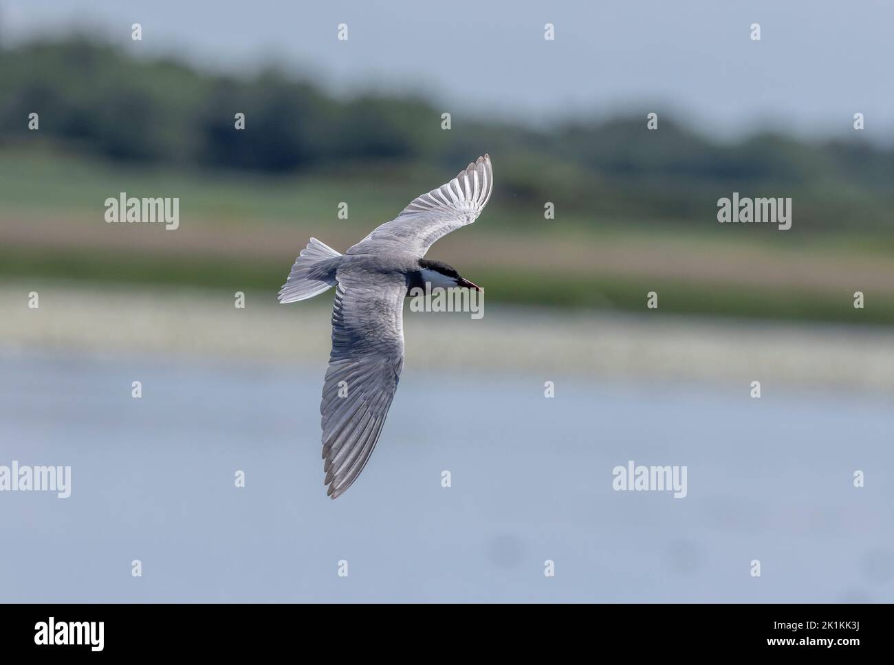 Whiskered tern, Chlidonias hybrida, in flight at the breeding site ...