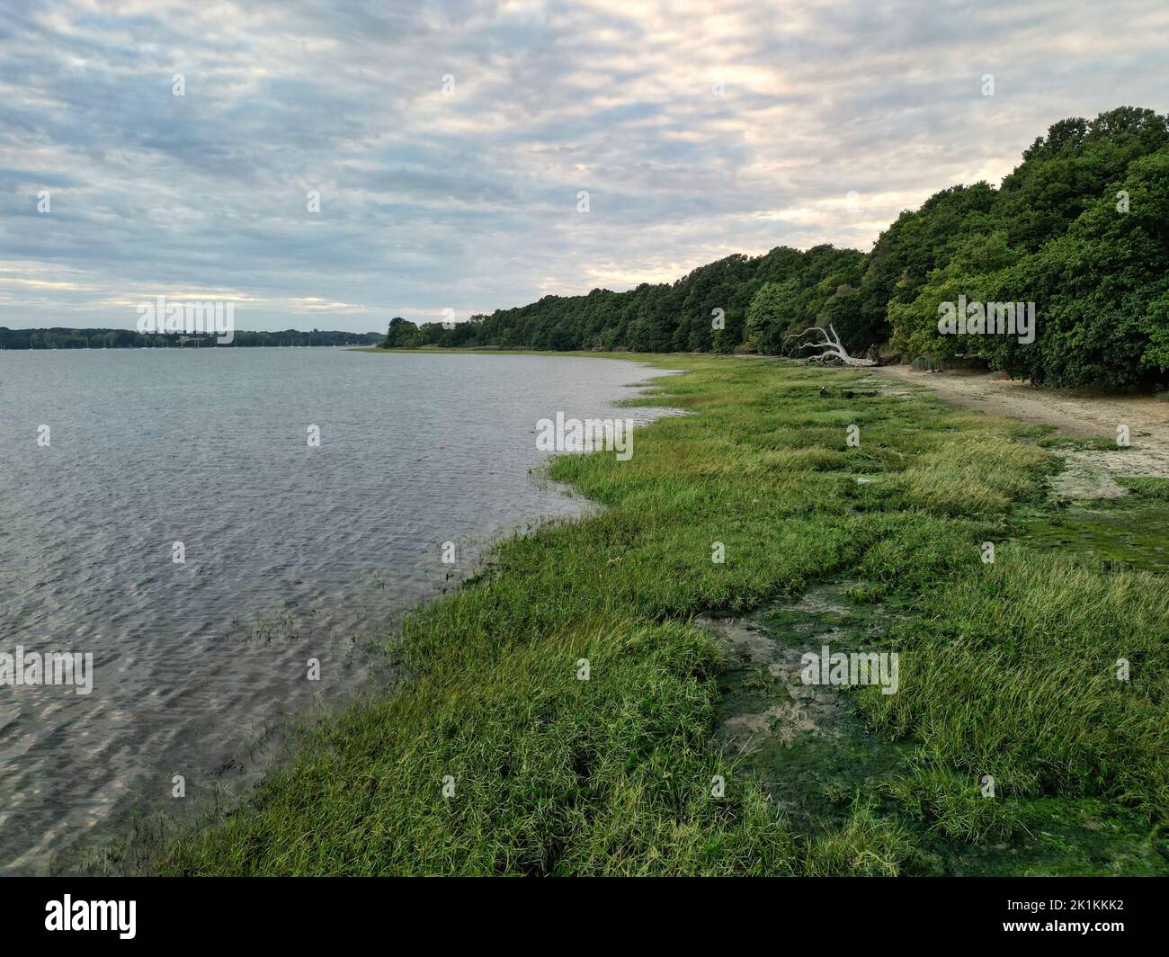 Lush green vegetation lining the Orwell river bank Stock Photo - Alamy