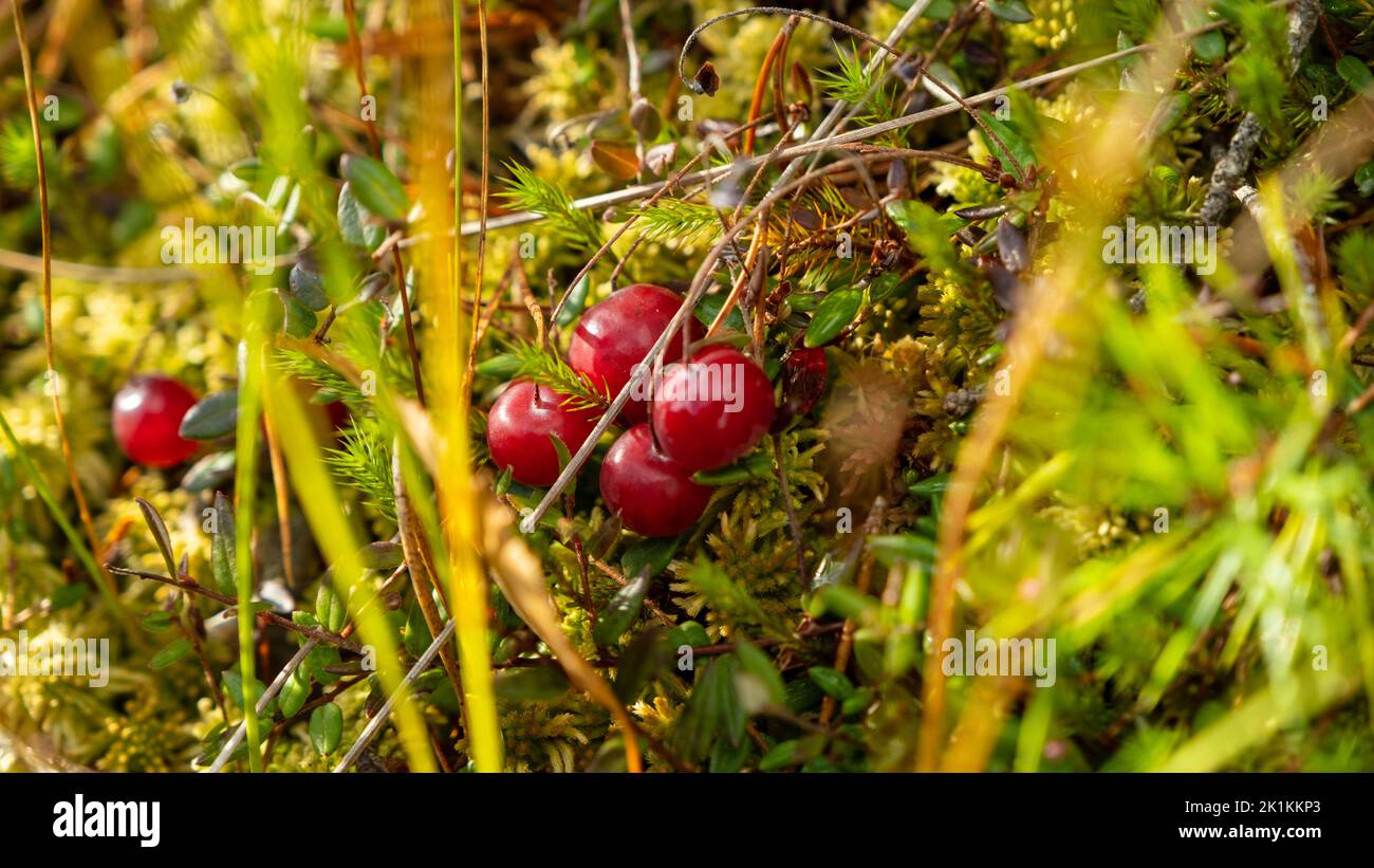 Moss berry hi-res stock photography and images - Alamy