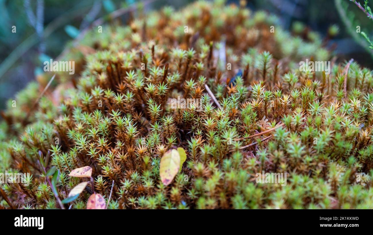 Bright green moss background. Saturated green abstract pattern. Shallow ...