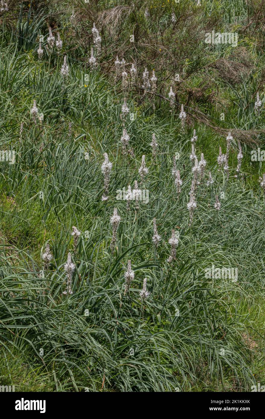 White Asphodel, Asphodelus albus in flower in high pastures, Pyrenees ...