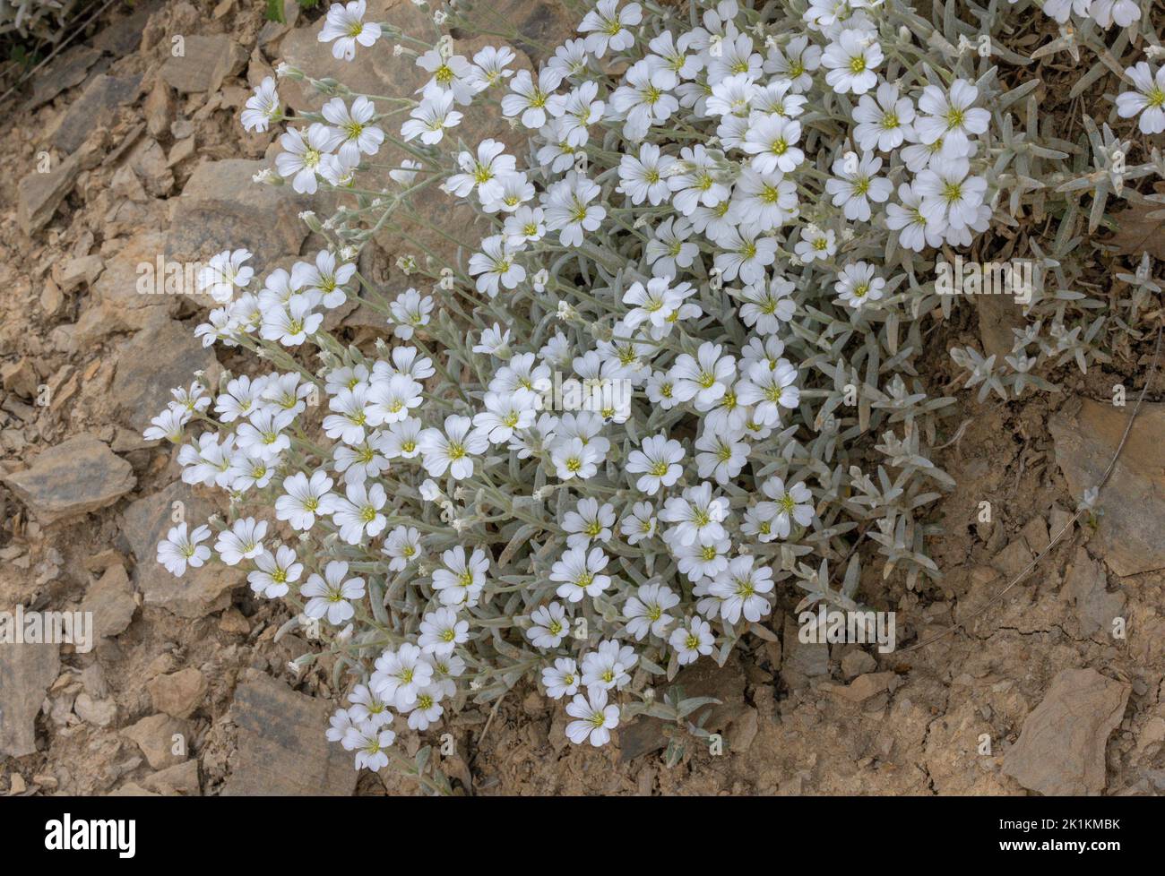 Snow-in-summer, Cerastium tomentosum on limestone rubble, Cevennes ...