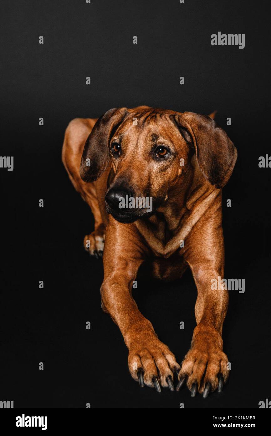 Beautiful Rhodesian Ridgeback dog portrait on a black background Stock ...