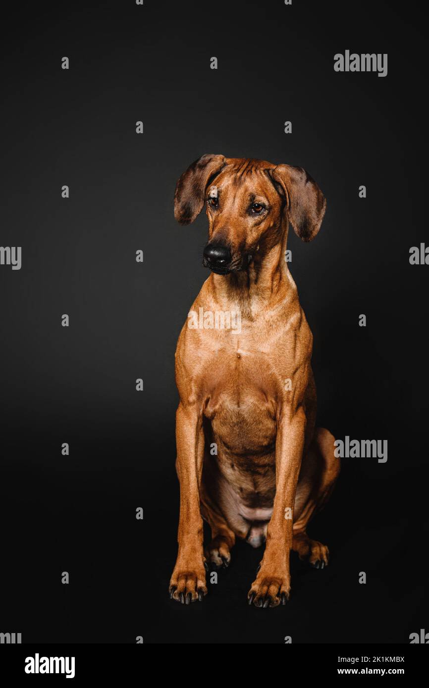 Beautiful Rhodesian Ridgeback dog portrait on a black background Stock ...