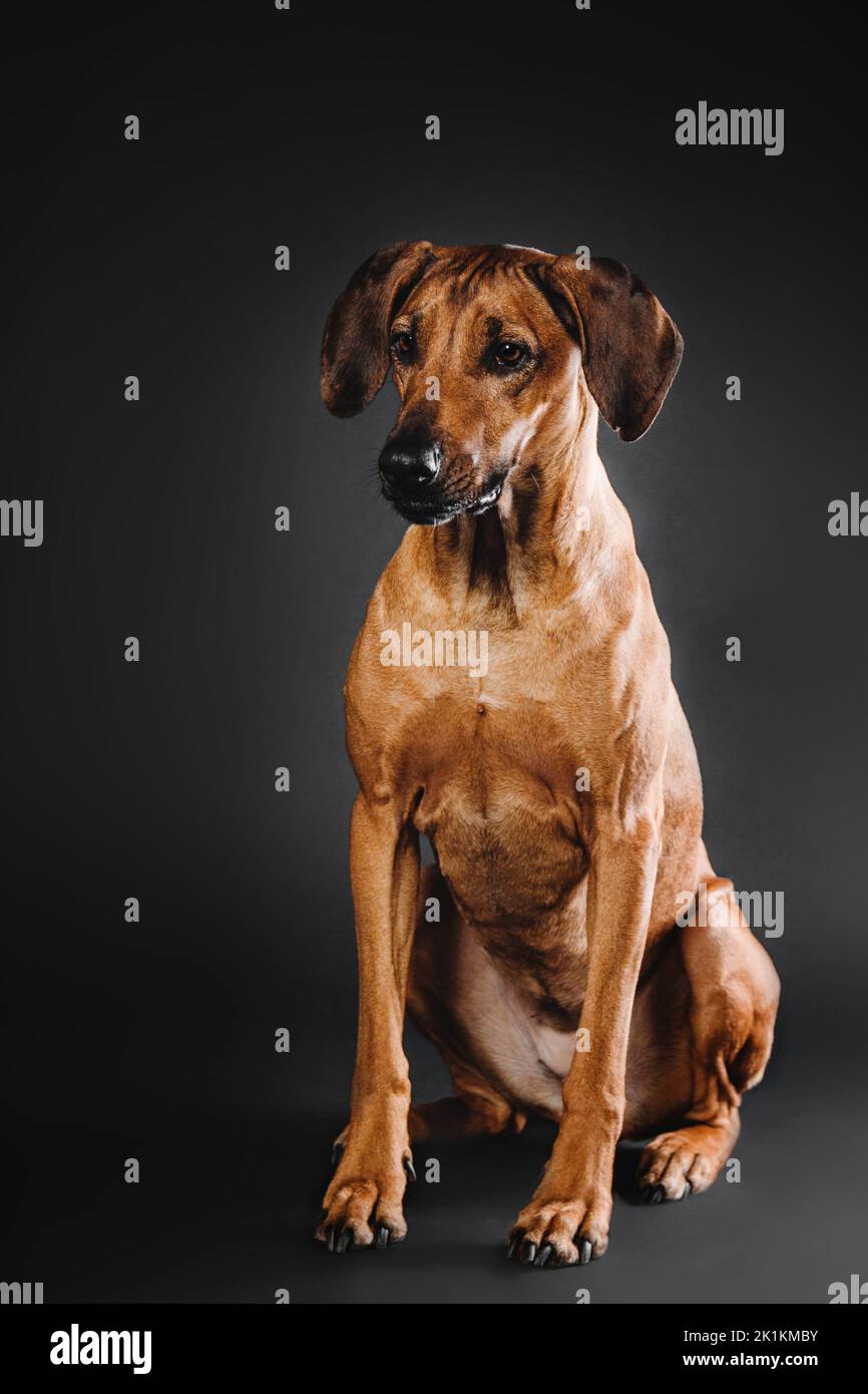 Beautiful Rhodesian Ridgeback dog portrait on a black background Stock ...