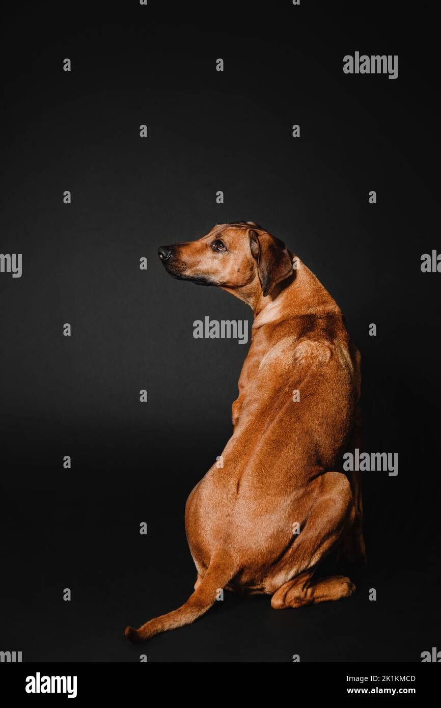 Beautiful Rhodesian Ridgeback dog portrait on a black background Stock ...