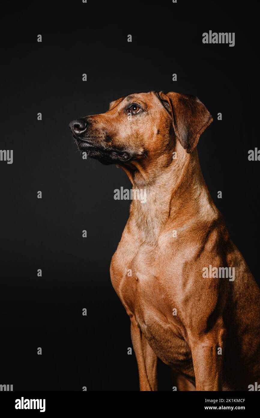 Beautiful Rhodesian Ridgeback dog portrait on a black background Stock ...